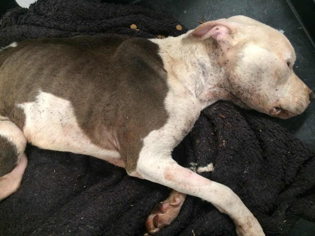 Emaciated dog found in Manor Lakes | Wyndham
